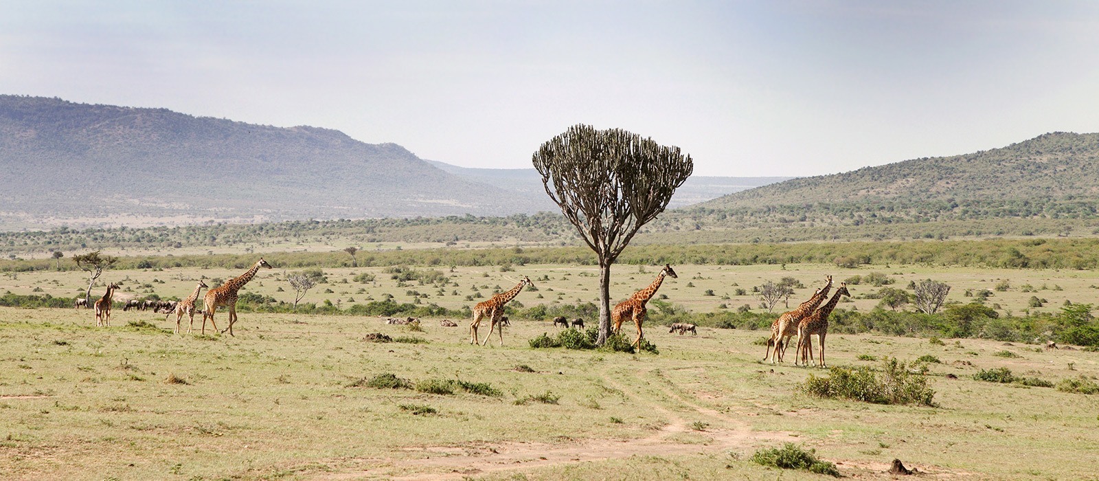 Best Tanzania Safari | North or South? Best Safari for You